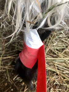 Goat Leg Injuries that Sideline Your Caprines - Goat Journal